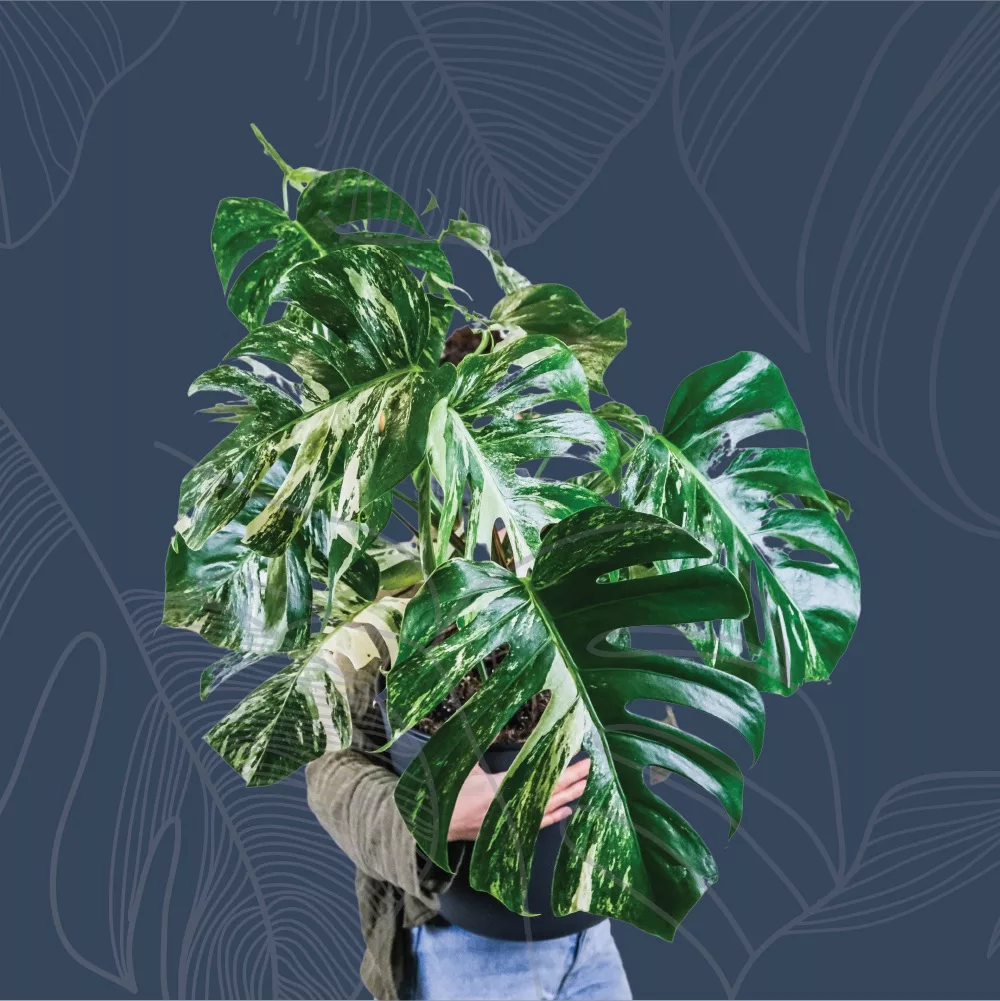 Growing Crazy | Hero Creative